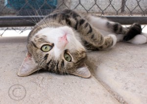 Cat Photography: Q & A with Michelle Brodsky • hauspanther