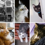 Cat Photography: Q & A with Michelle Brodsky • hauspanther