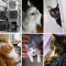 Cat Photography: Q & A with Michelle Brodsky • hauspanther