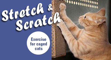 Help Shelter Cats With Stretch & Scratch Discount! • hauspanther