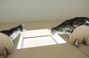 Announcing the Cats Climbing High Challenge from ContempoCat and ...