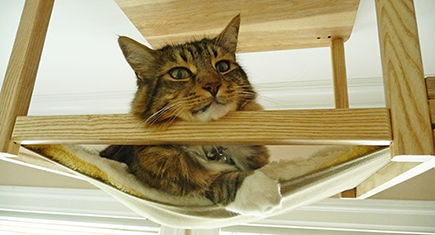 Custom Ceiling-mounted Cat Playground from Mountain Cat Trees • hauspanther