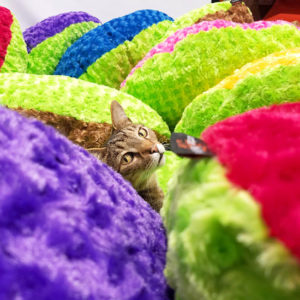 Introducing Urban Feline Modern Cat Furniture • hauspanther