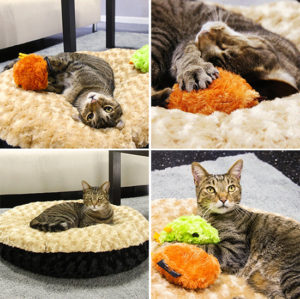 Introducing Urban Feline Modern Cat Furniture • hauspanther