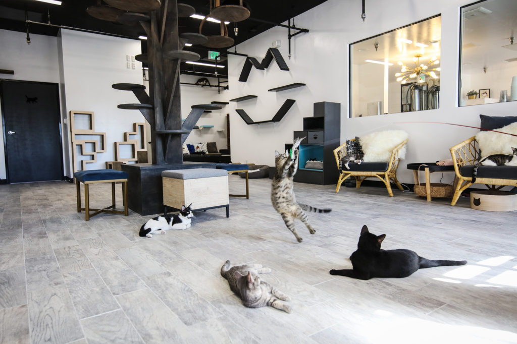 CatCafe Lounge :: Los Angeles, CA • hauspanther