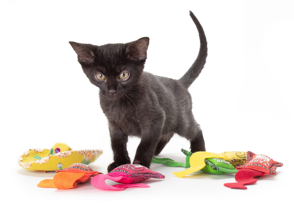 Tasty Taco Sauce Toys for Cats from Polydactyl Cats • hauspanther