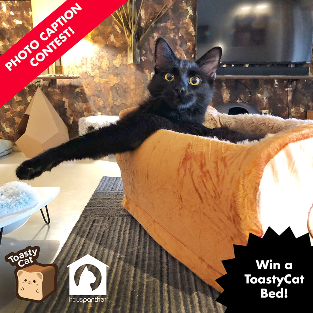 Photo Caption Contest! Enter to Win a ToastyCat Bed! • hauspanther