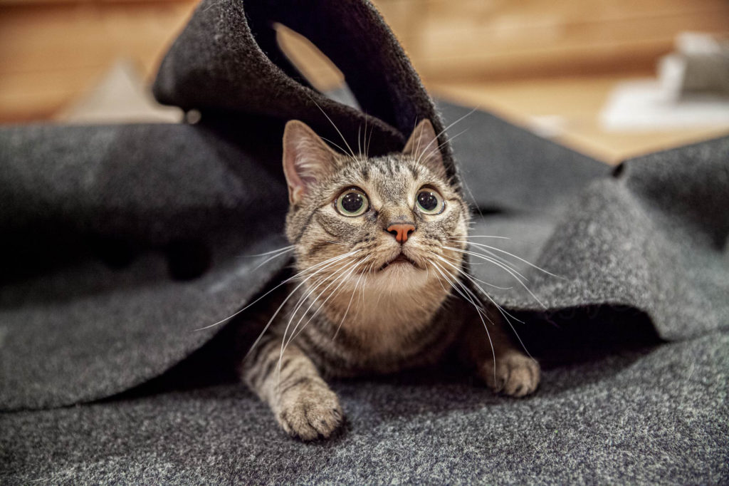 Keep Kitty Occupied This Holiday with the Ripple Rug Cat Activity Mat ...