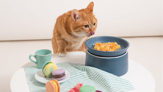 Macaron Bowl: Modern Ceramic Raised Cat Dish • hauspanther