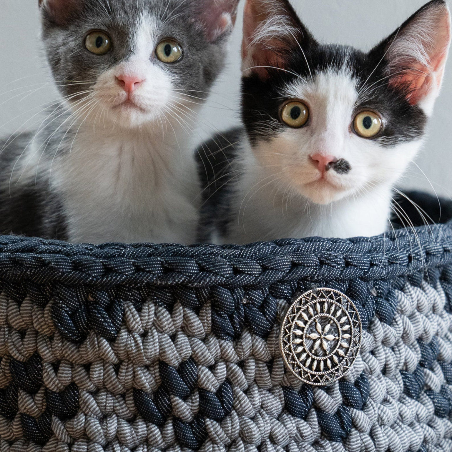 Sweet Dream Cat Baskets • hauspanther