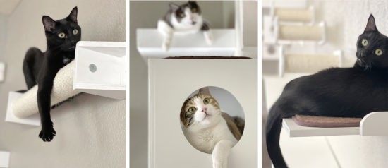 Catification Makeover The Ultimate Cat Superhighway For The Two Crazy