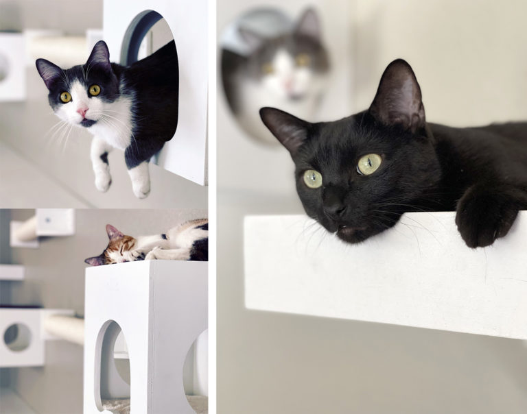 Catification Makeover: The Ultimate Cat Superhighway for The Two Crazy ...