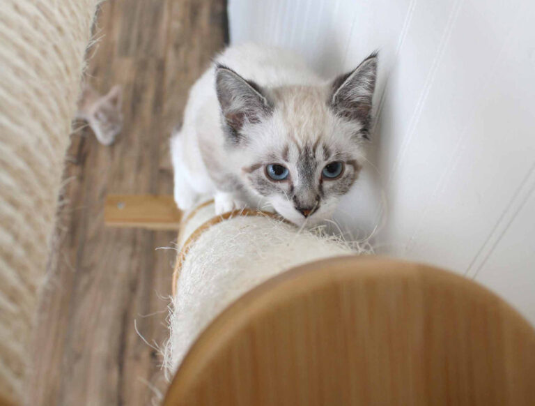 Special Savings on New Angled Cat Scratcher from Catastrophic Creations ...