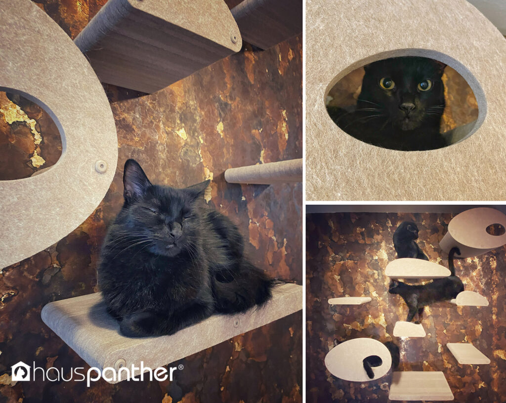 Modern Modular Wall-mounted Cat Climbers from Pryde Pets