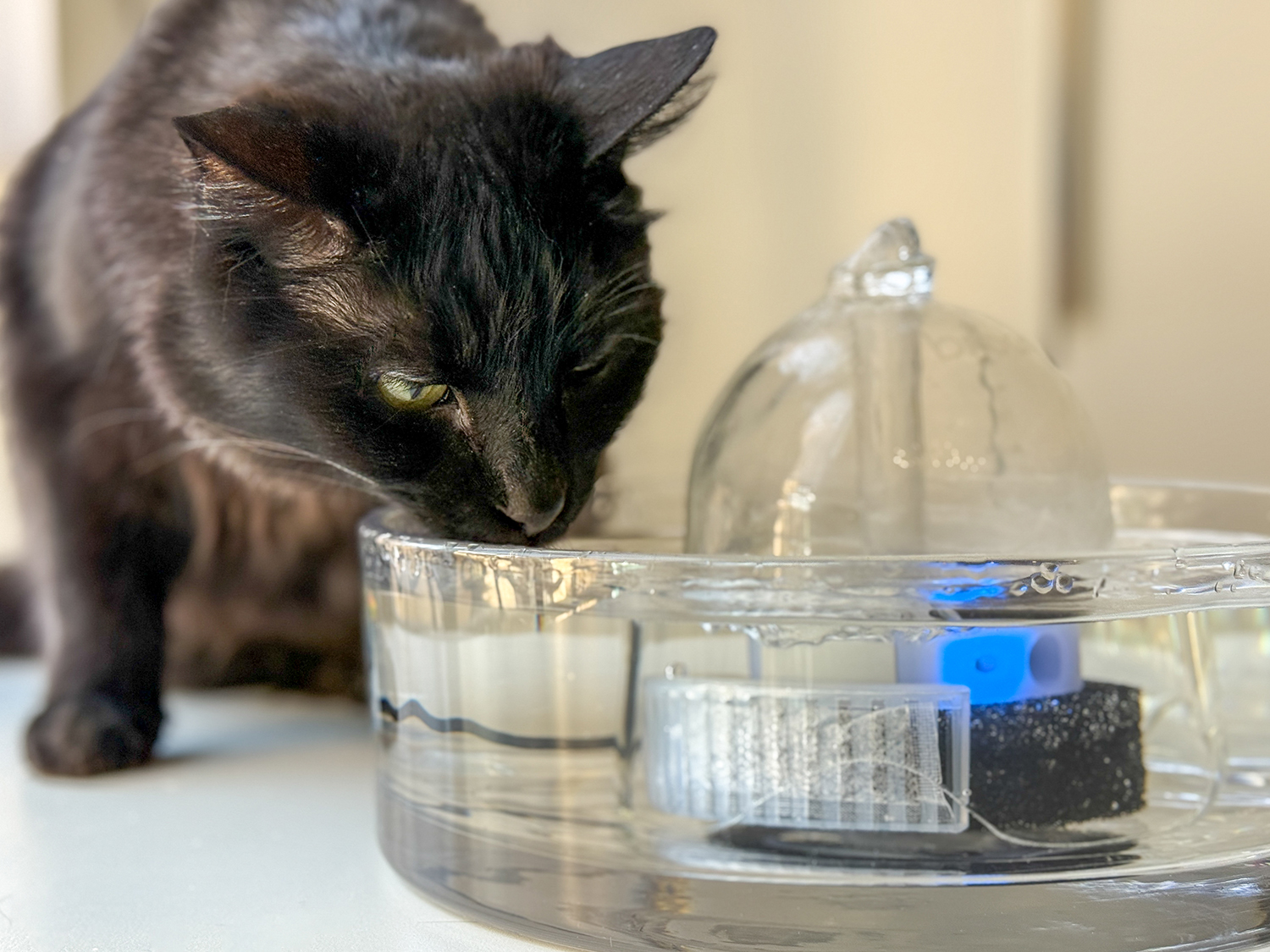 Brook Glass Pet Water Fountain